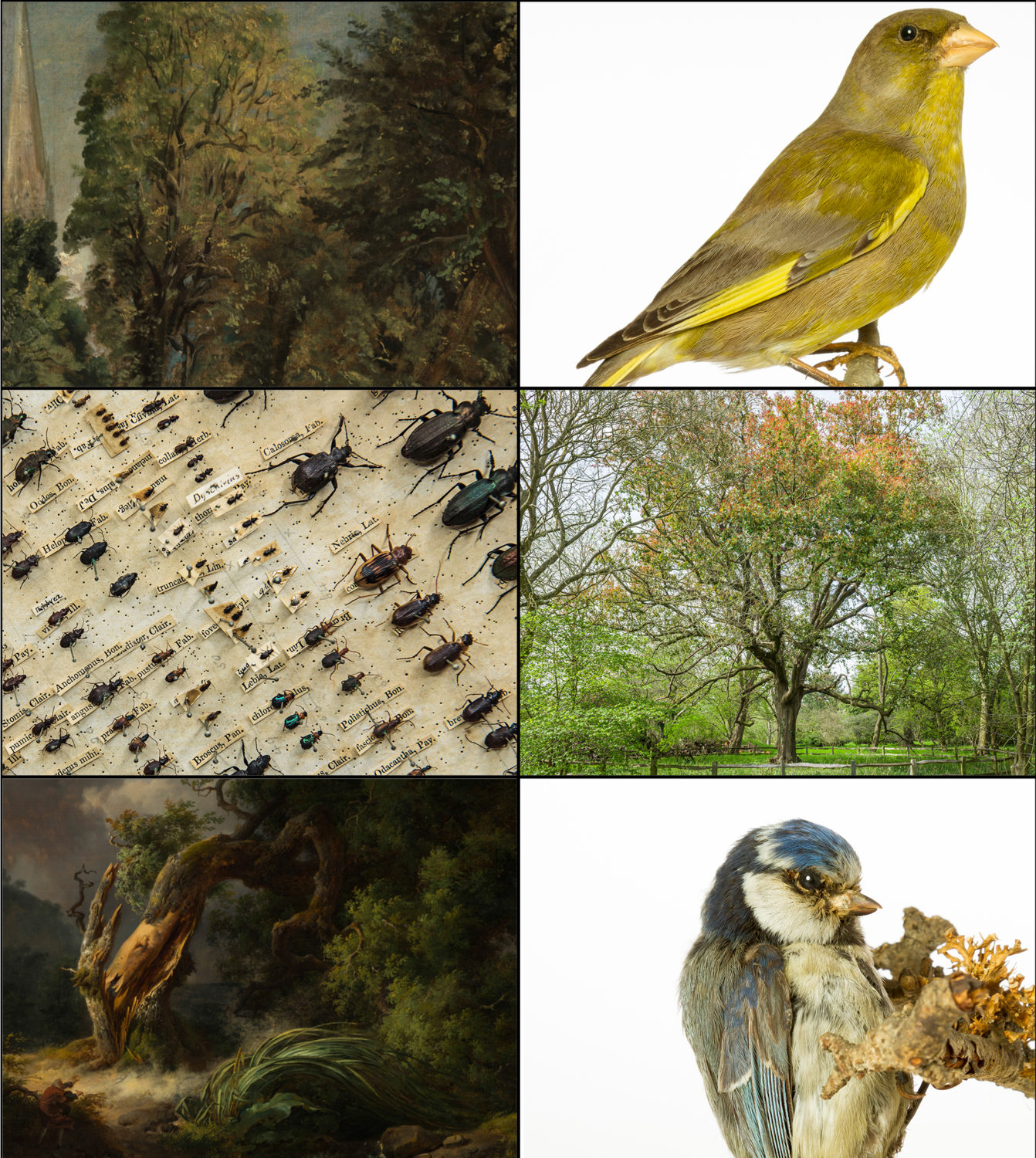 Inspire Nature: Trees - Schools at the Fitz